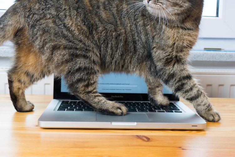 PawSense: Den Computer vor Katzenpfoten beschützen – verenapraher